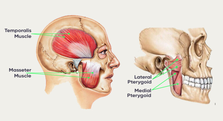 Does Chewing Gum Help Jawline? Let's Check the Facts | Mewing.coach