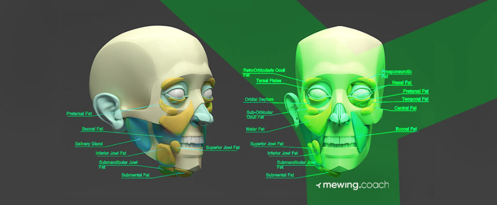 16 Most Effective Facial Exercises to Help You Lose Face Fat | Mewing.coach