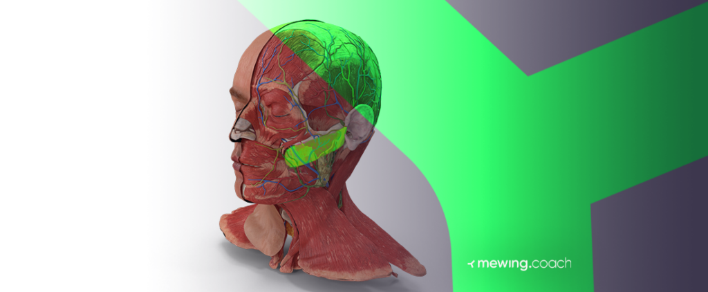 Find Out How to Get Hollow Cheeks: 16 Different Ways | Mewing.coach