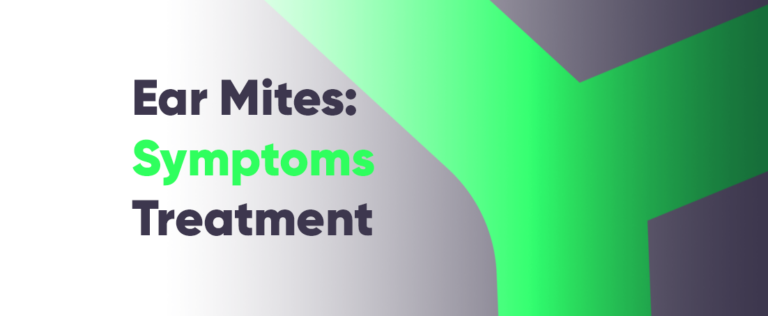 Ear Mites in Humans: Symptoms, Treatment, and Prevention Strategies ...